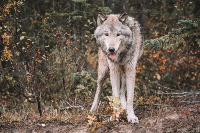 Minnesota releases updated draft gray wolf management plan | WTIP