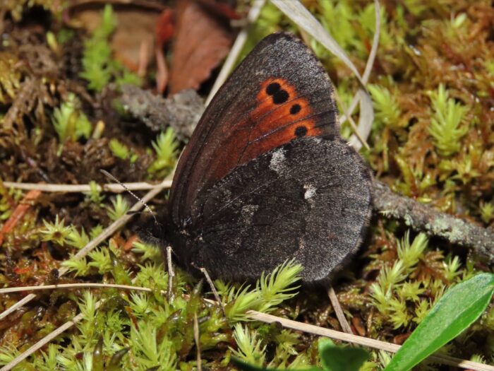 Minnesota Biological Survey shares moth and butterfly information for ...