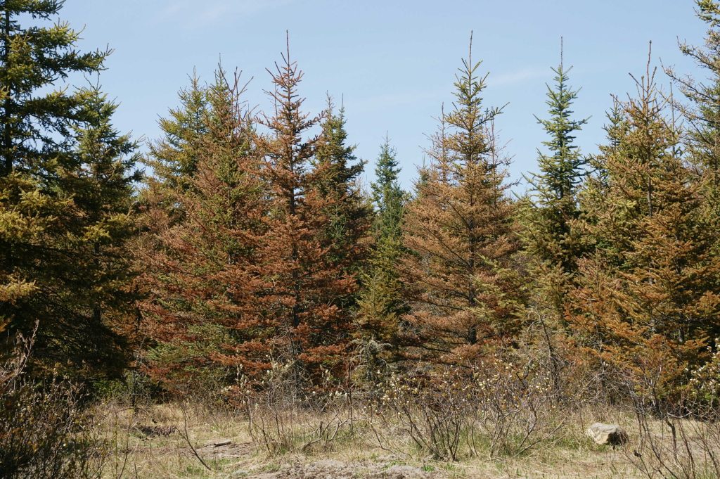 Lake Superior Project - Health of the Superior National Forest | WTIP