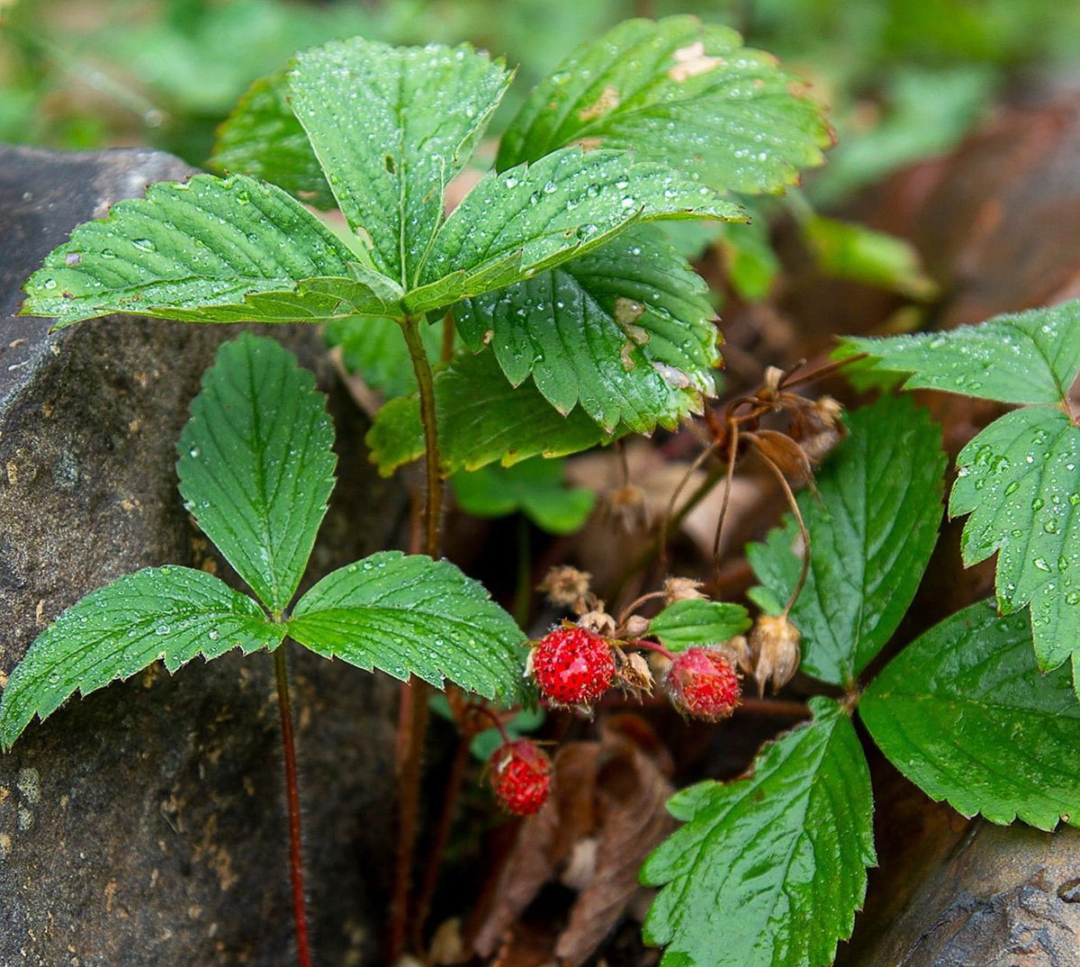 Trail Time - It Rained! | WTIP