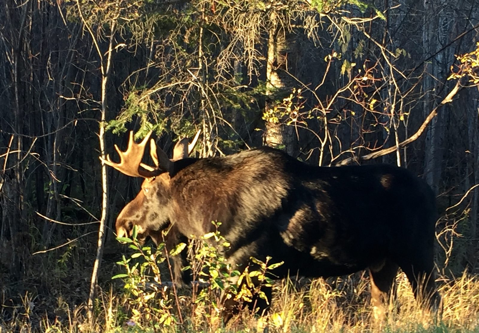 Trail Time - Moose! | WTIP