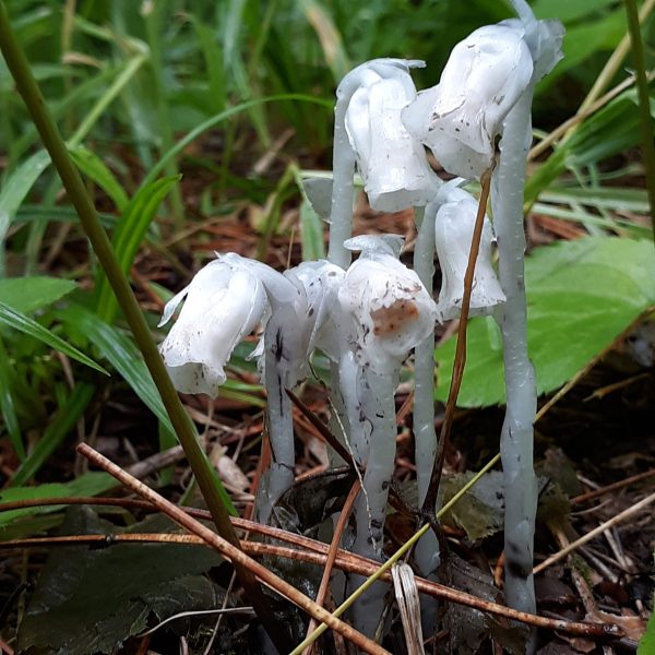 North Woods Naturalist: Ghost Pipes | WTIP