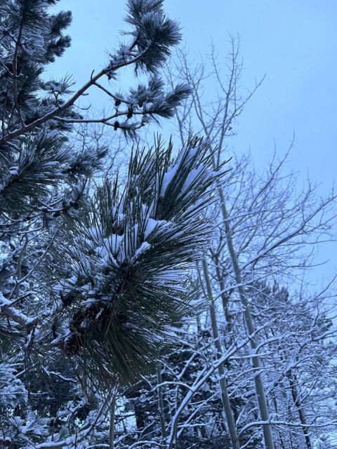 North Woods Naturalist: Snow at last! | WTIP