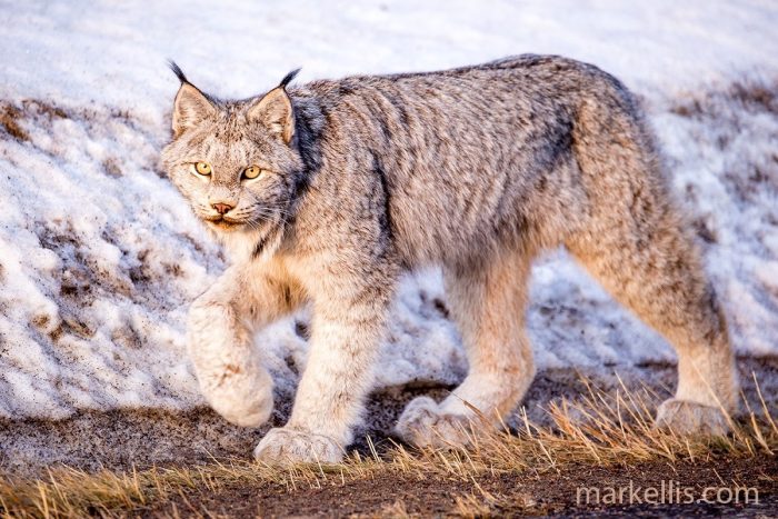 Canada Lynx research in northeastern Minnesota continues, plans to ...