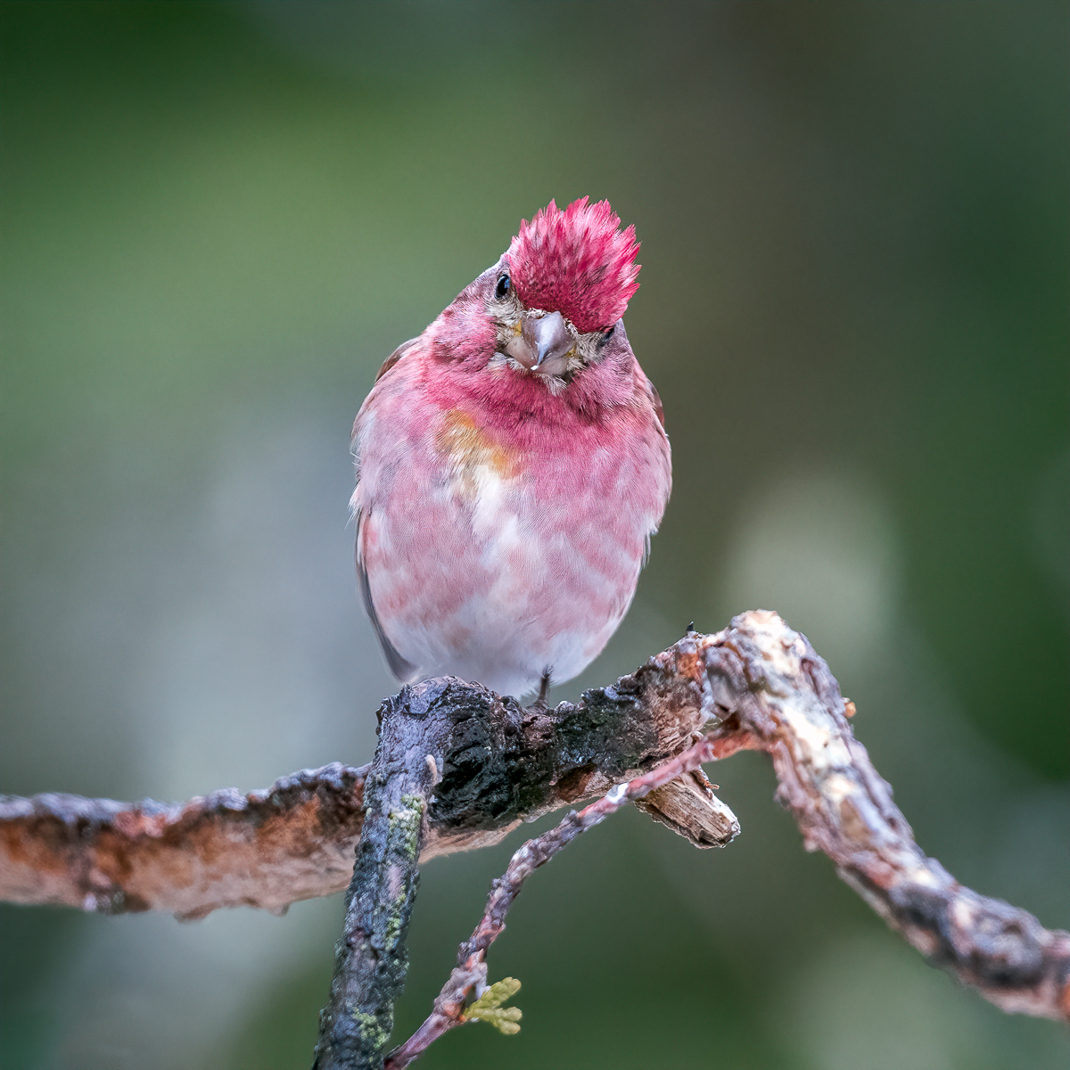 North Woods Naturalist: Spring transformation | WTIP
