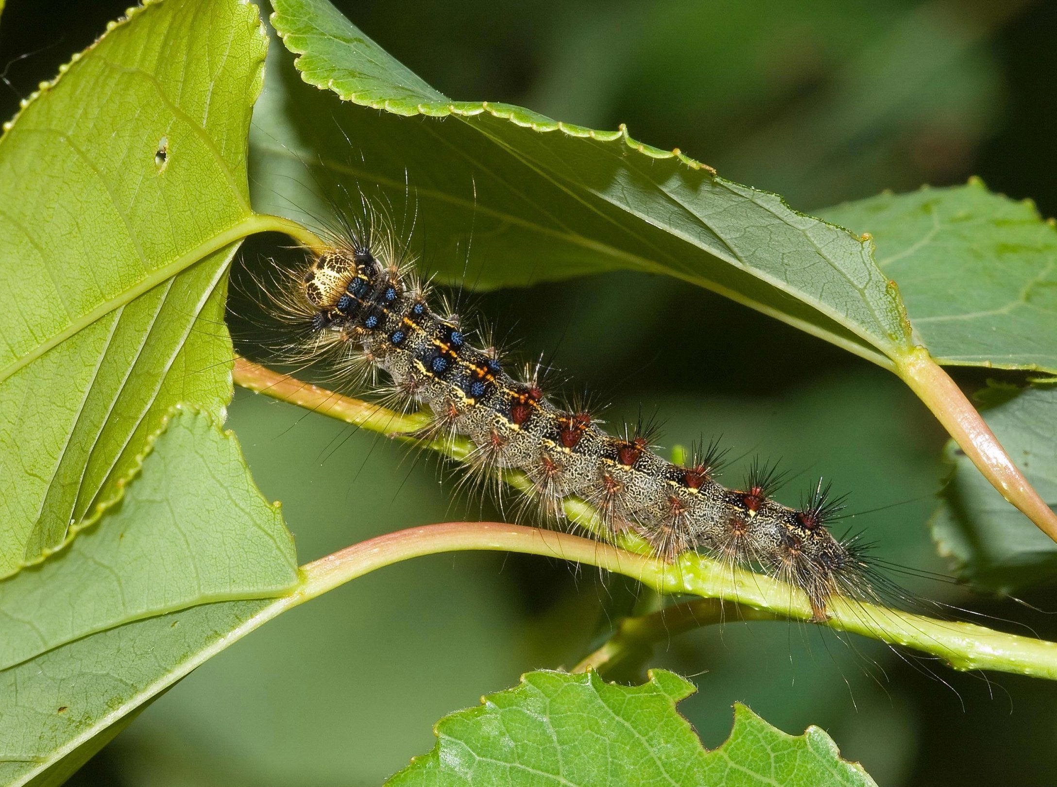 Bacteria and pheromones used to check invasive spongy moth population | WTIP