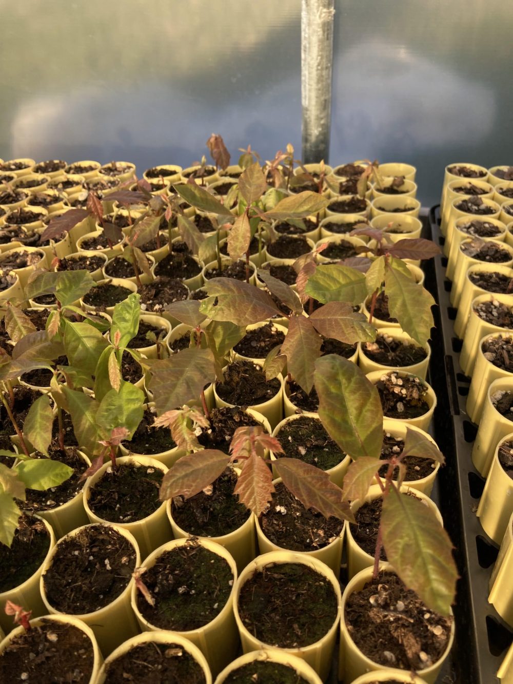 Forest assisted migration aims to keep Minnesota forested in a changing climate | WTIP