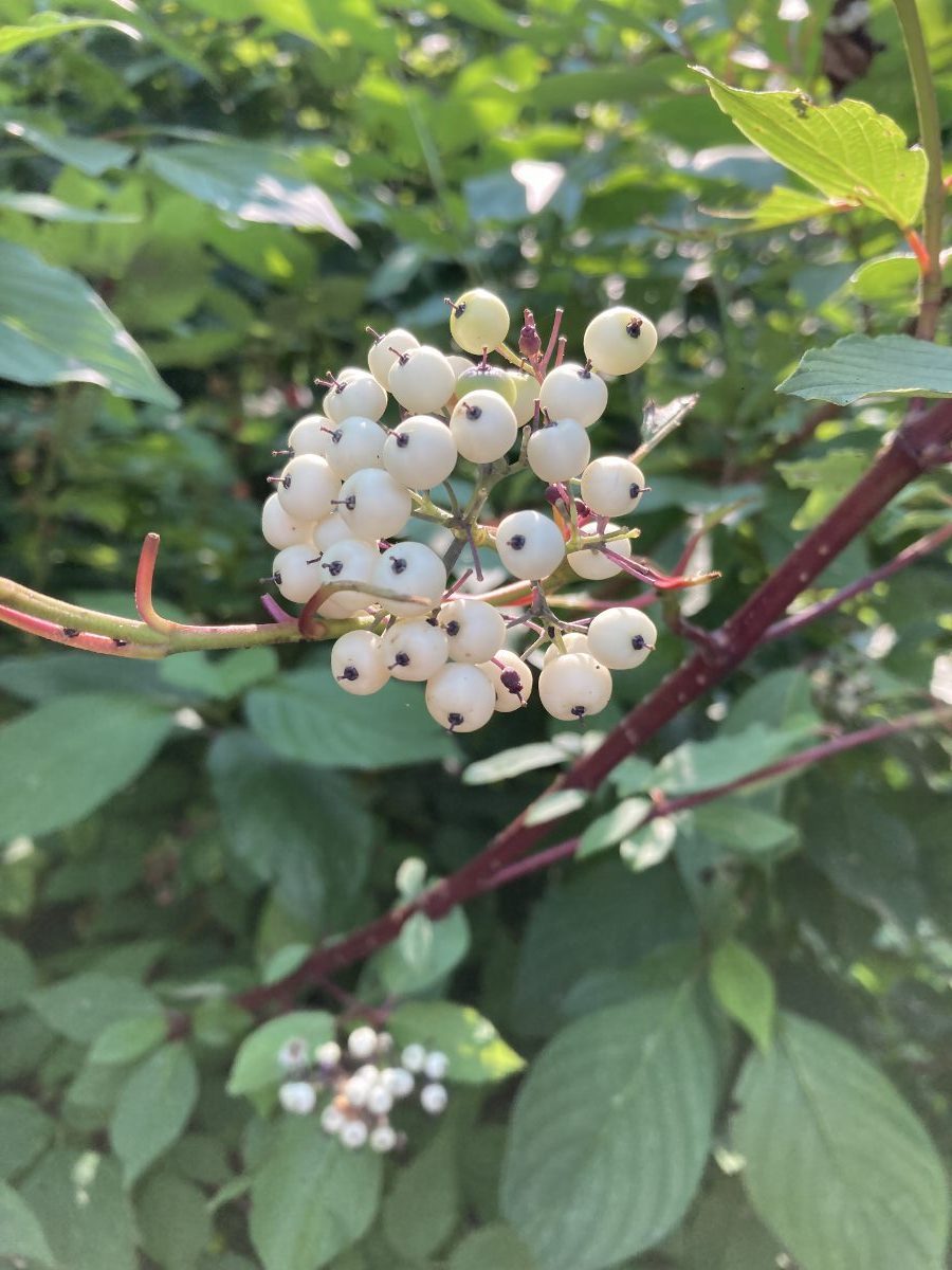 Trail Time - Quiet Time of Summer | WTIP