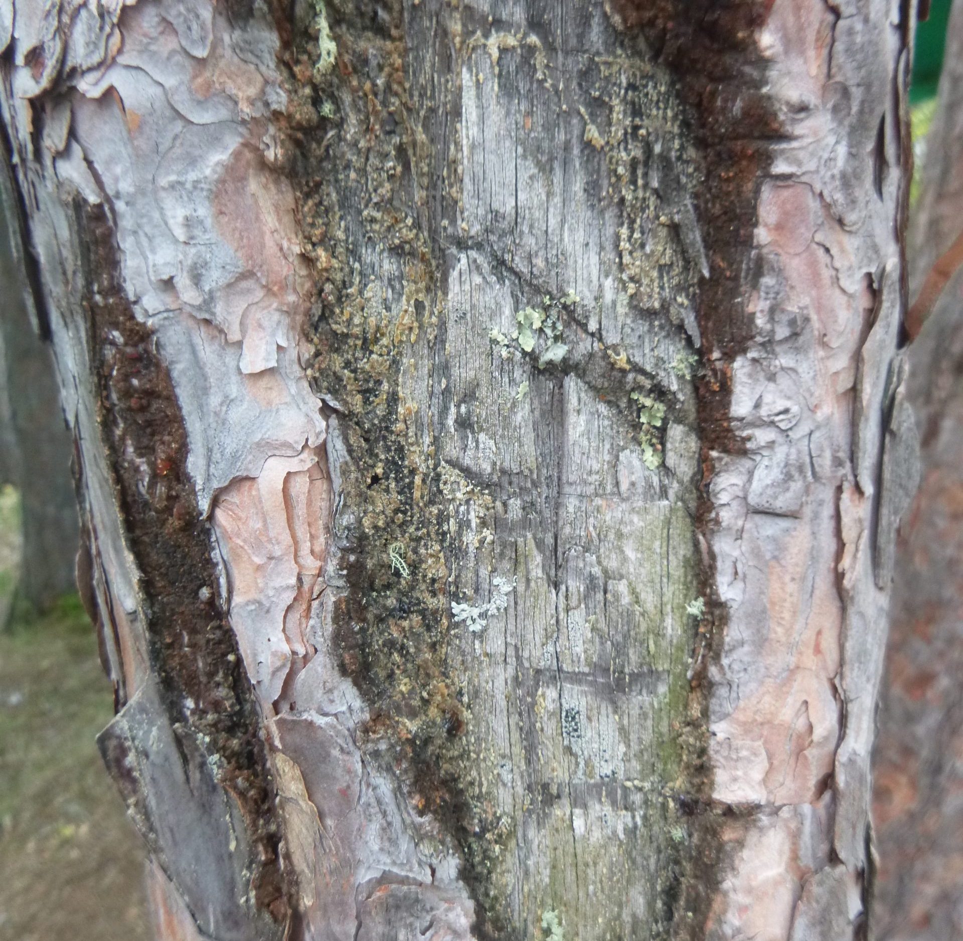 Keep it Wild - Impacts on Wilderness Character | WTIP