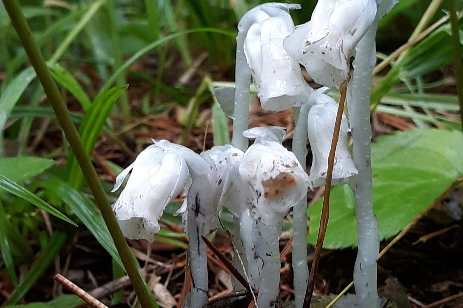 North Woods Naturalist: Ghost Pipes | WTIP