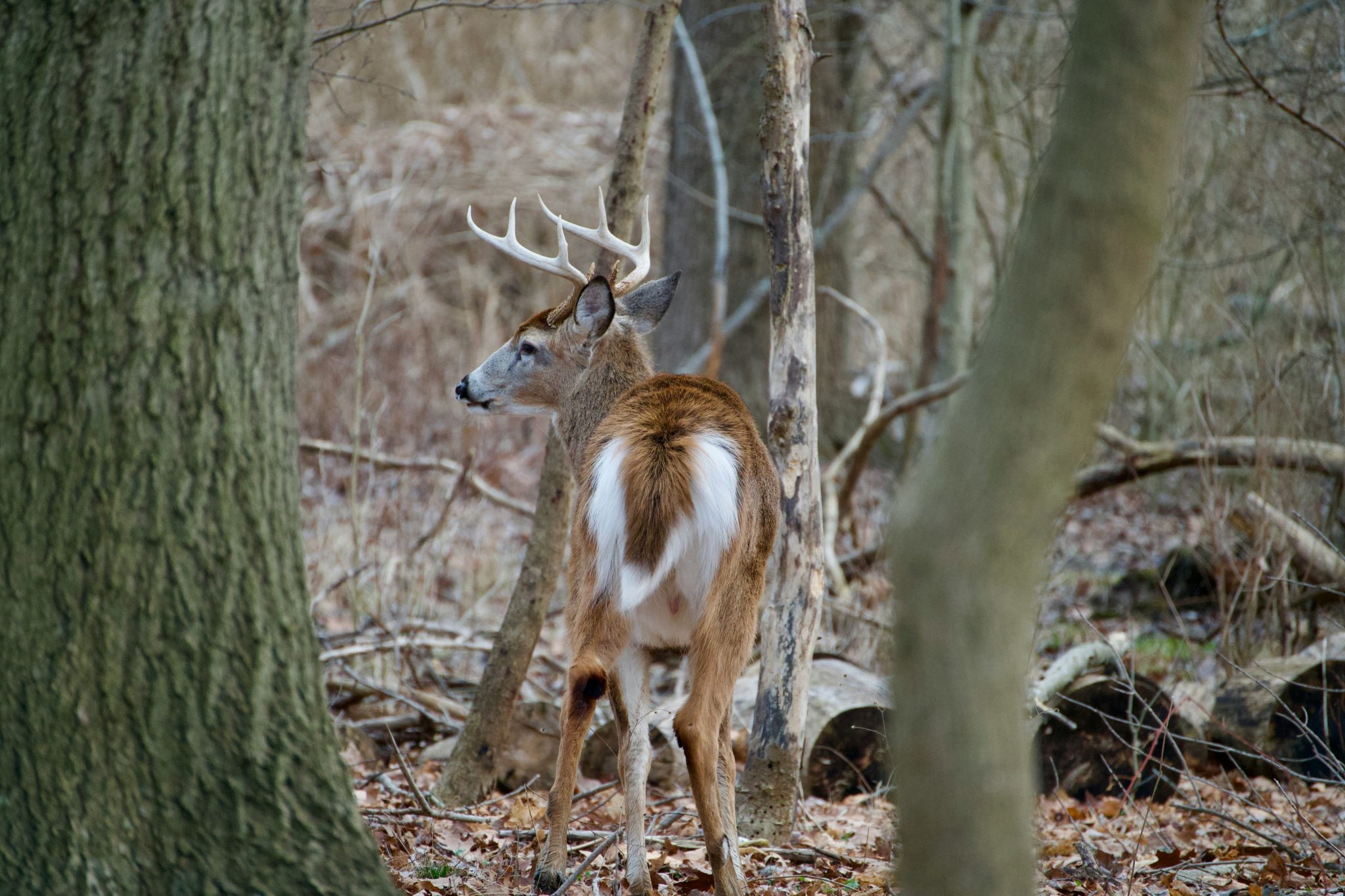 The Nature Conservancy protects 12,000 acres of northwoods forest | WTIP