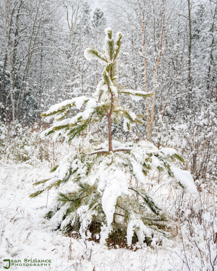 Larry Weber Observations December 2024 | WTIP