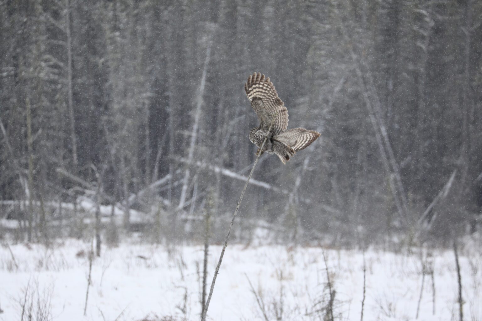 Owl irruption in northern Minnesota brings rare sightings and rising ...