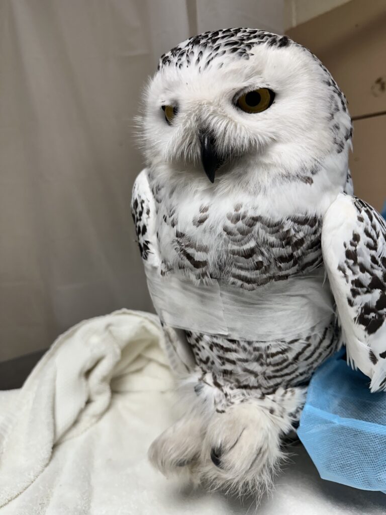 Owl irruption in northern Minnesota brings rare sightings and rising ...