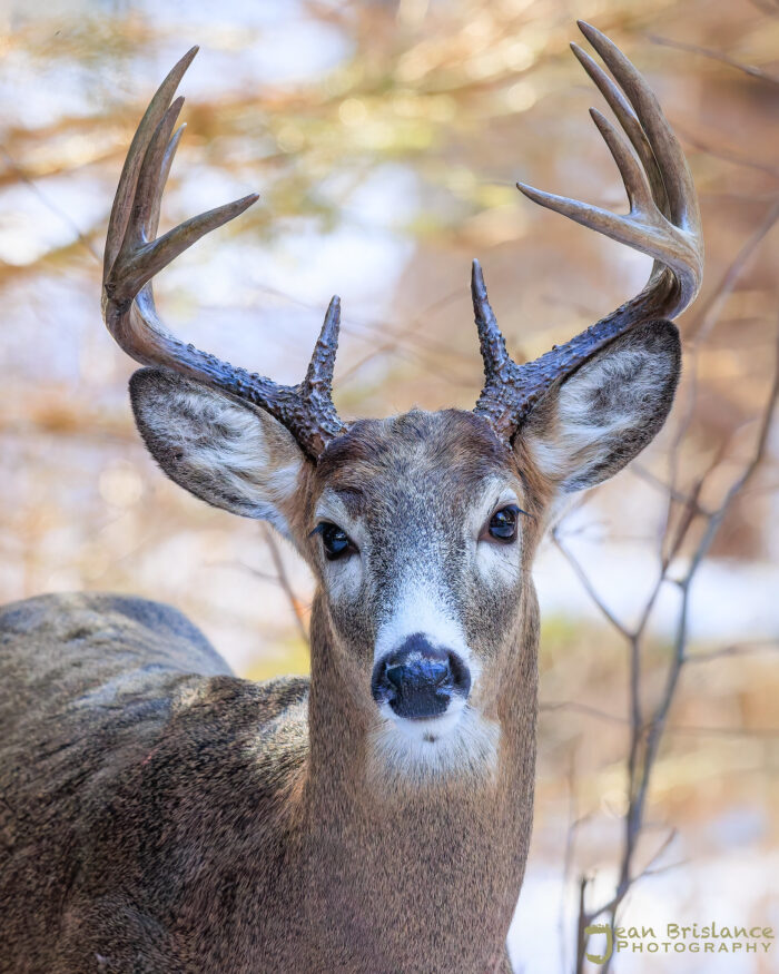 A look at the numbers: northeast 2024 deer season | WTIP