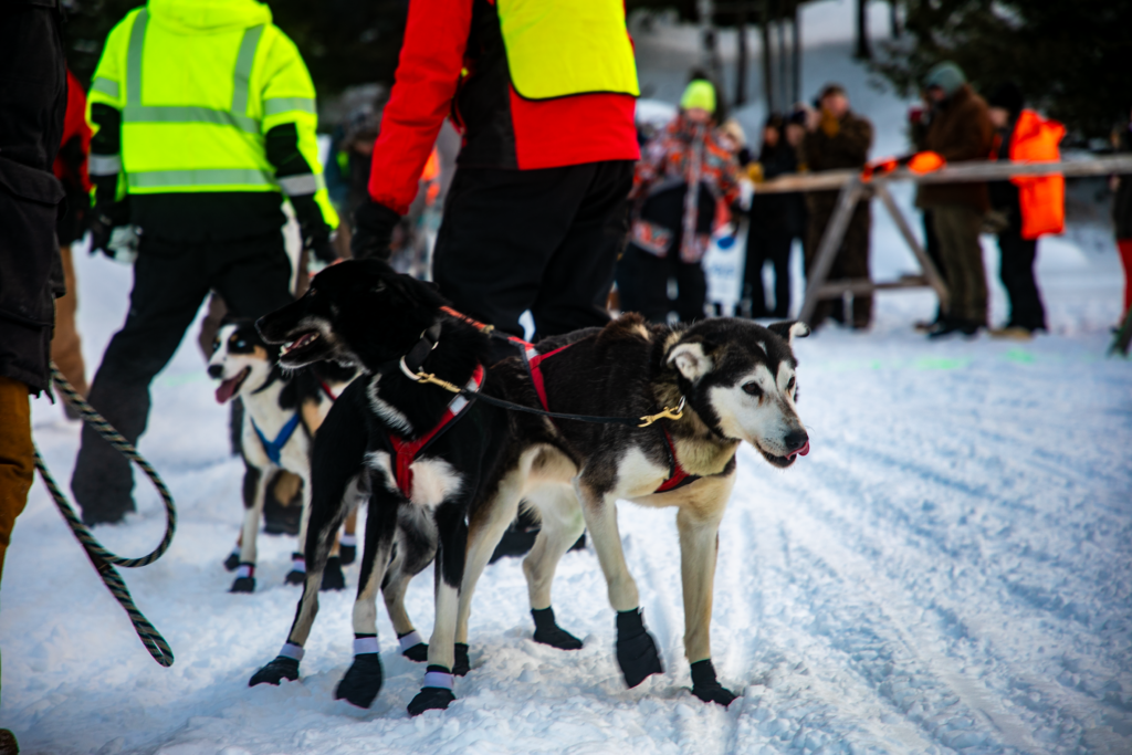 2025 Gunflint Mail Run in pictures | WTIP