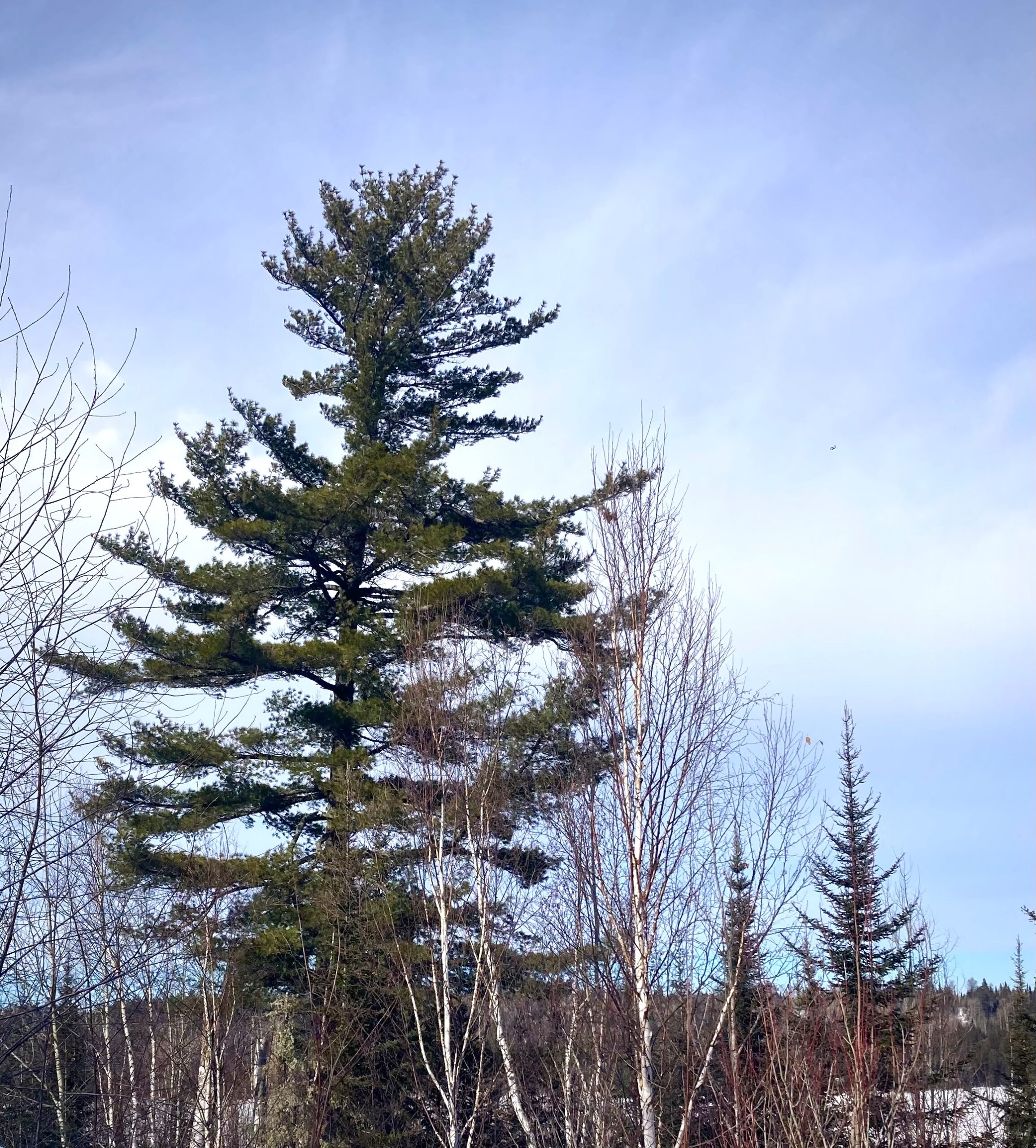 Trail Time - Beautiful Winter | WTIP