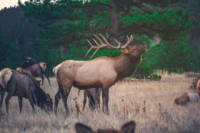 Elk will return to northeast Minnesota in 2026 as restoration plan ...