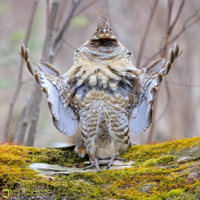 Slight drop in ruffed grouse counts, but outlook remains positive for ...