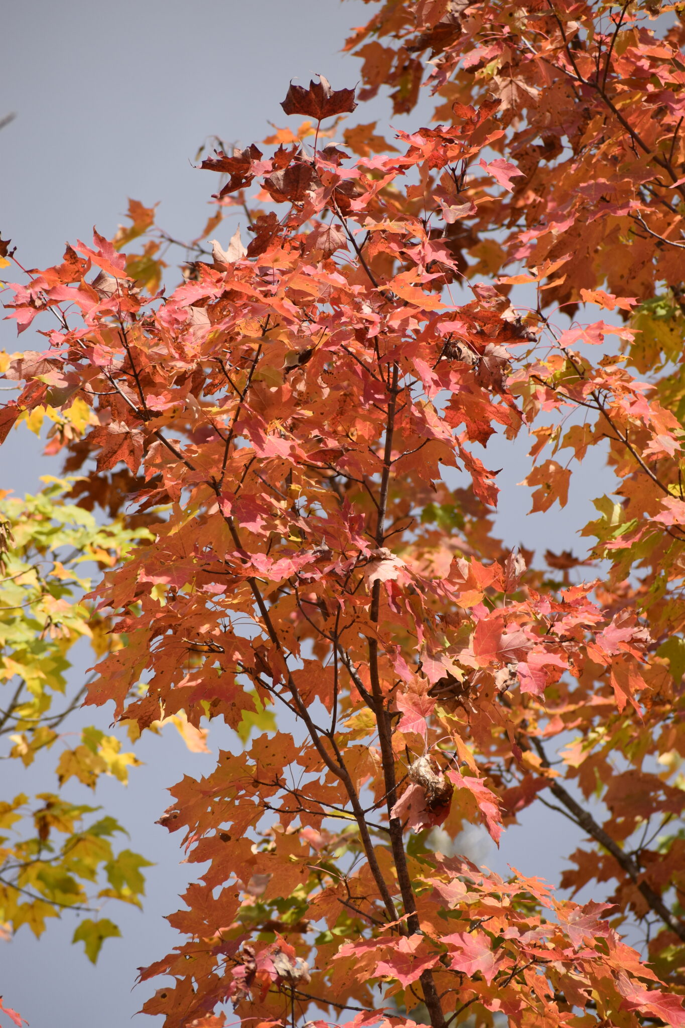 Fall colors in full swing across northern Minnesota and North Shore | WTIP