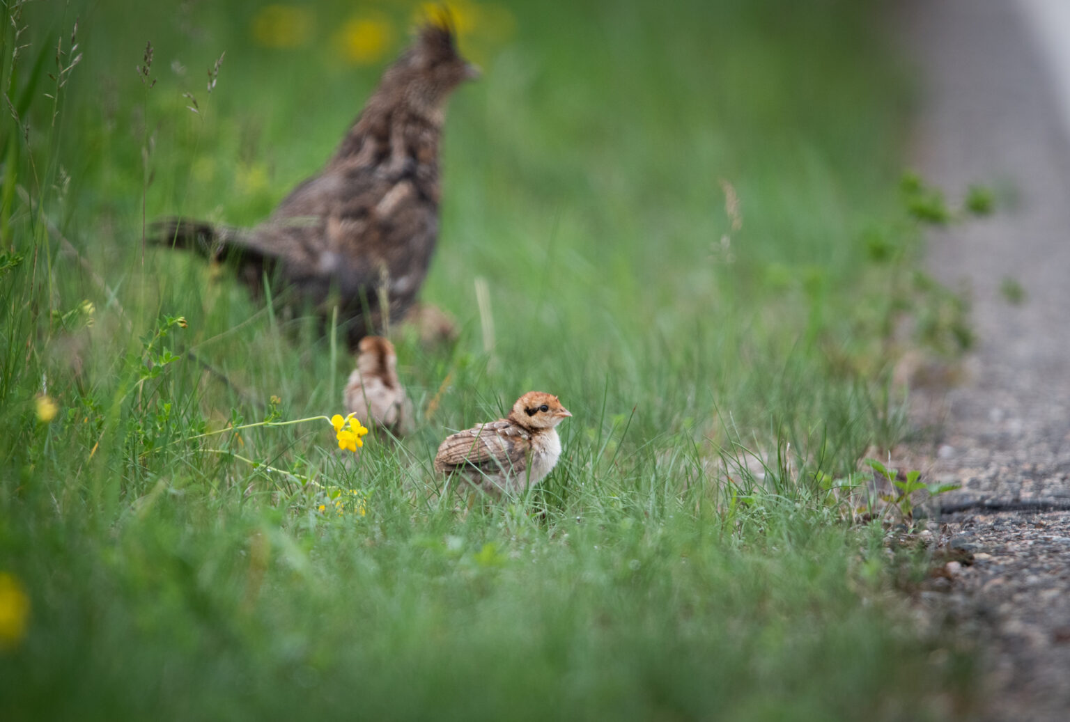 Grouse season off to a slow start, hunters report limited success ...