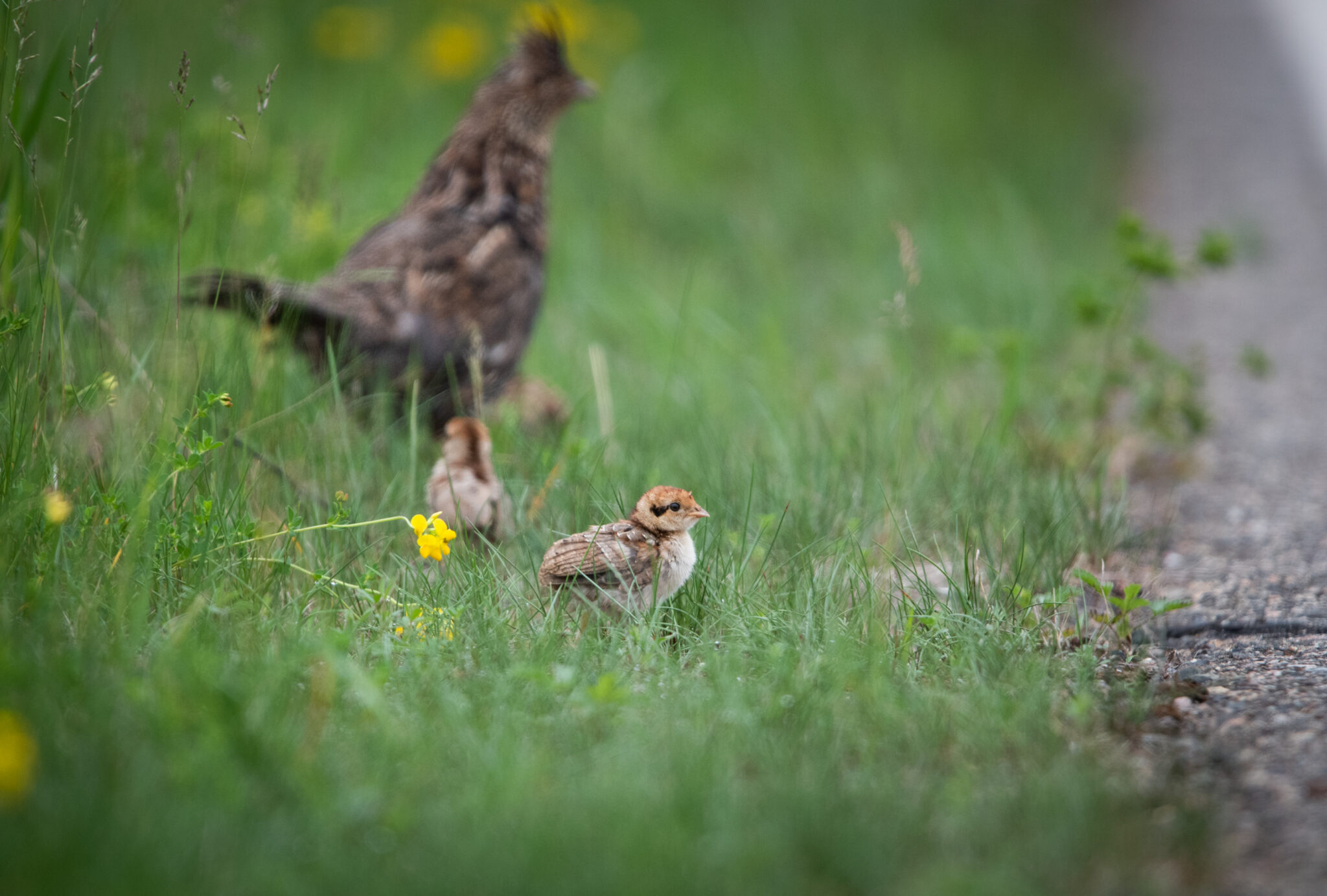 Grouse season off to a slow start, hunters report limited success ...