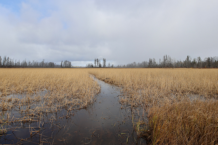 The Nature Conservancy protects 12,000 acres of northwoods forest | WTIP
