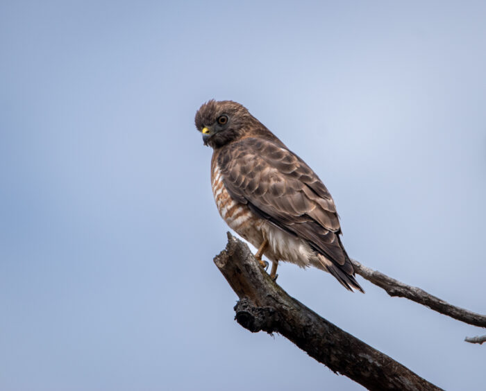 Shorter days and shifting weather spur fall bird migration along the ...