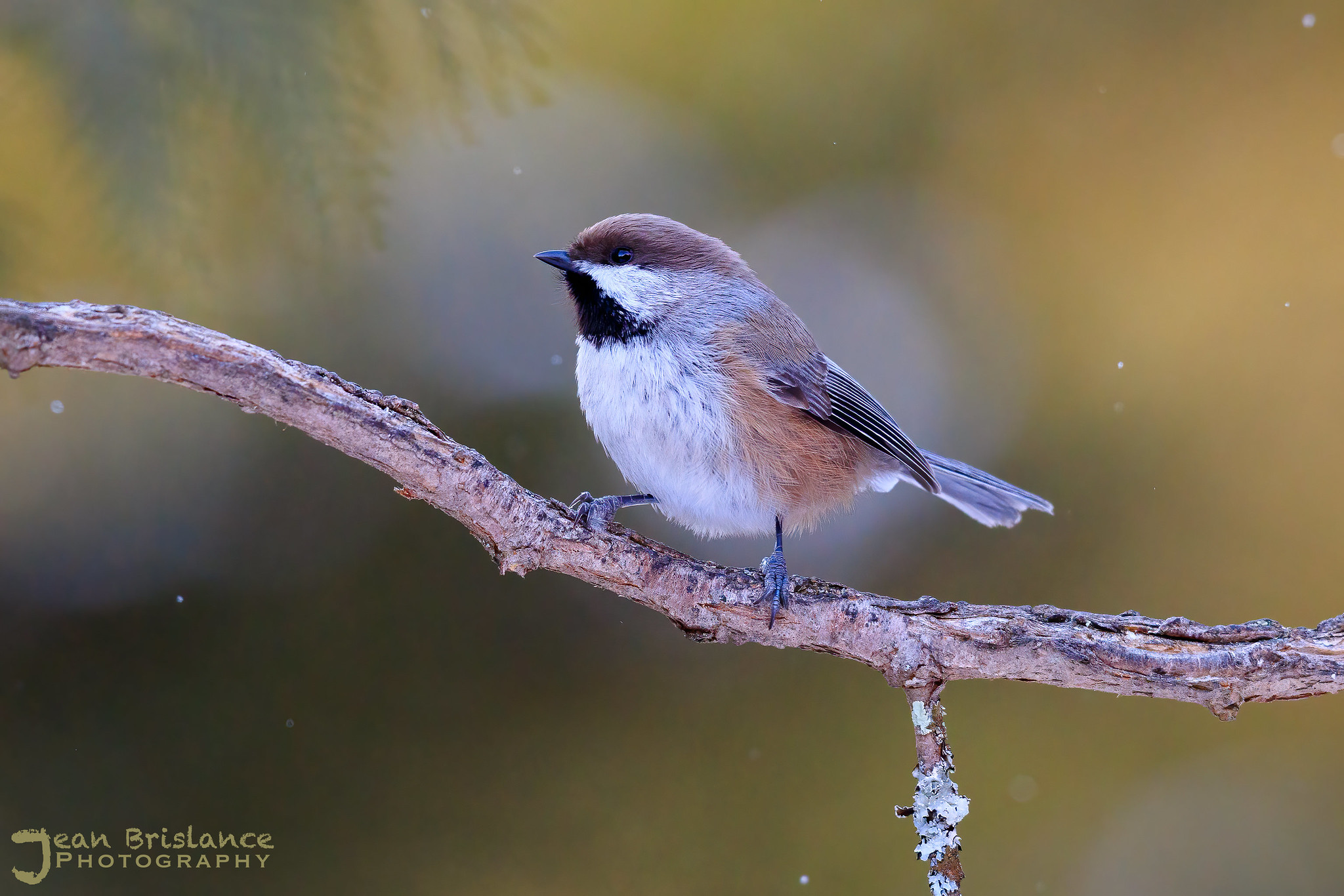 North Woods Naturalist: Chickadee and Woodpecker Adaptations | WTIP