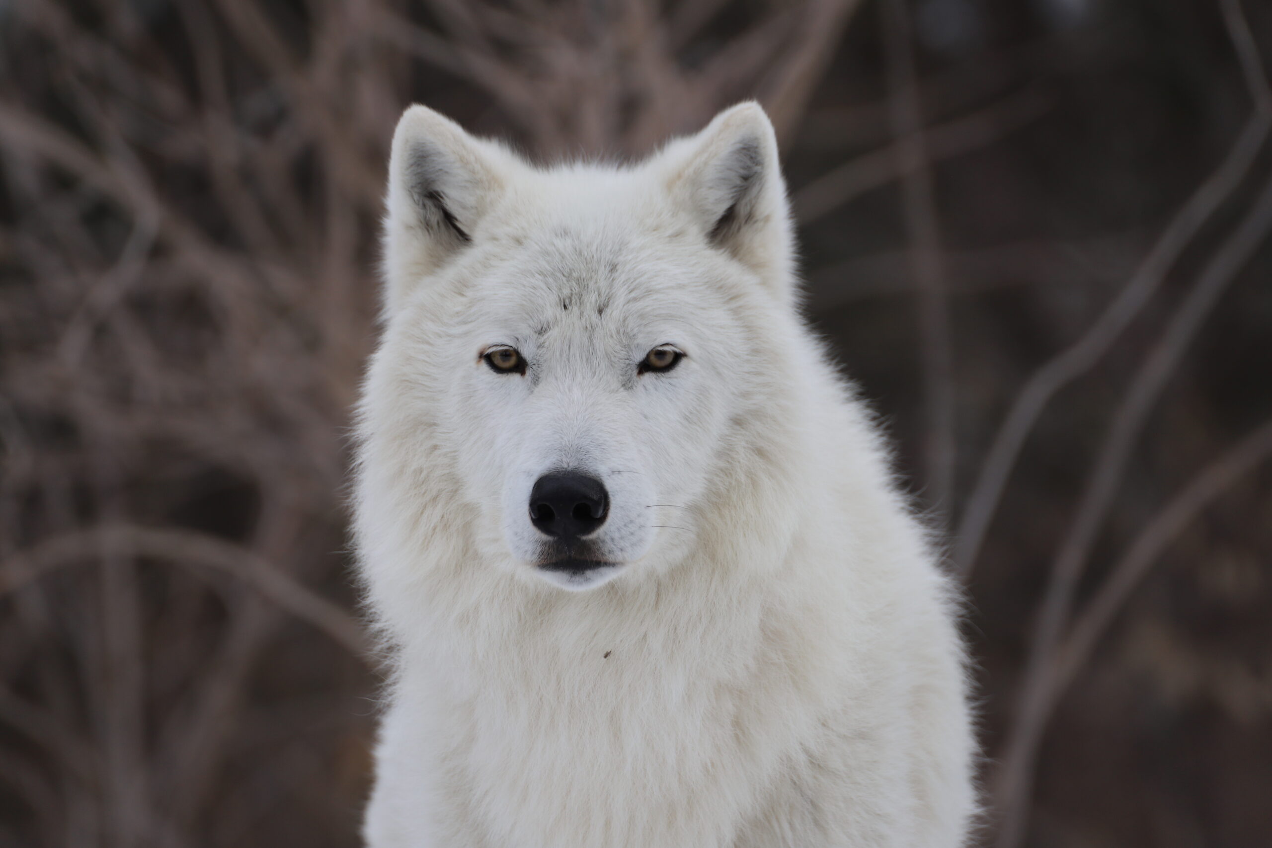 International Wolf Center talks about Grayson and receiving a grant ...