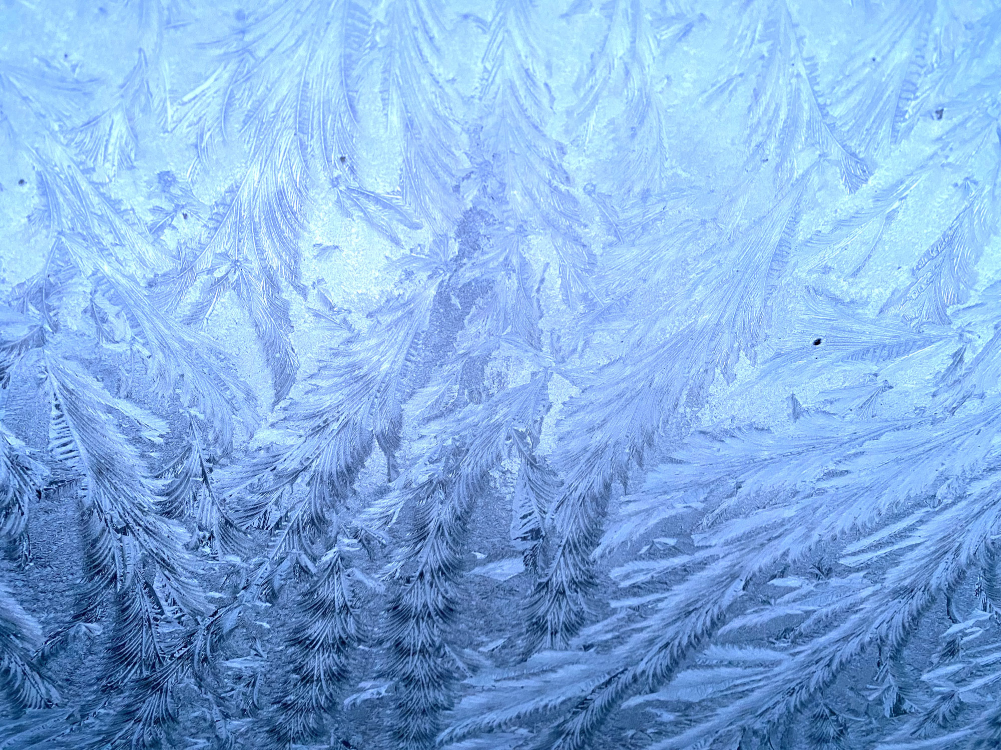 Ask a Meteorologist - Hoar Frost vs Rime Ice | WTIP