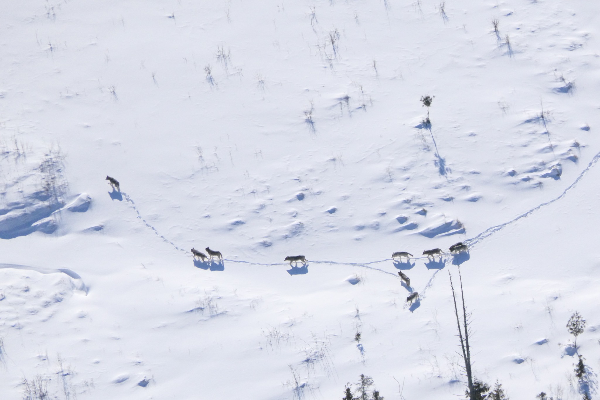 Researchers see similar trend of declining moose in Isle Royale's ...